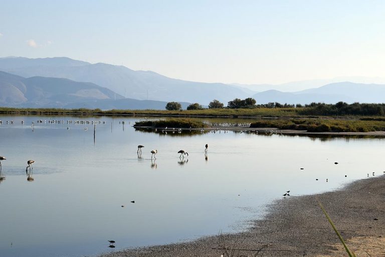 Βιότοπος της Αλυκής - Δημοτικό Λιμενικό Ταμείο Αιγιαλείας